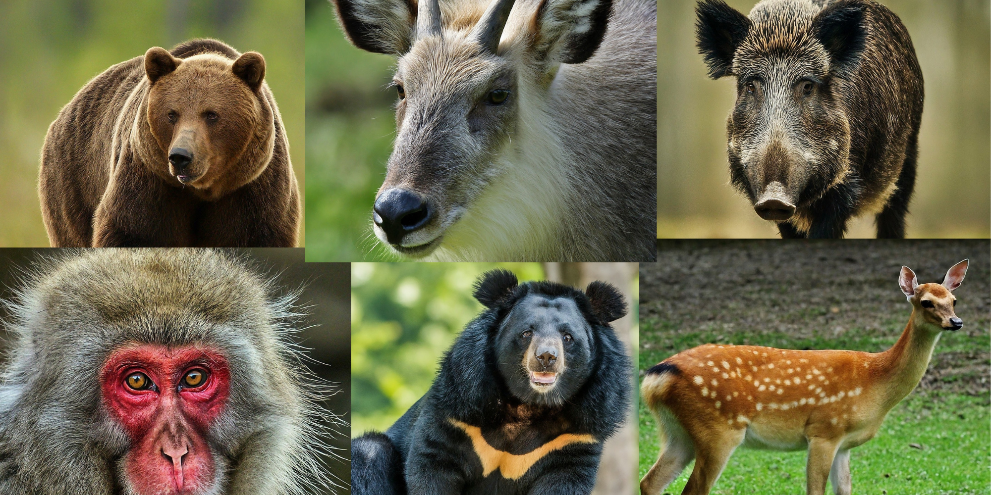 Navigating the Wild: A Hiker's Guide to Japan's Mountain Wildlife ...